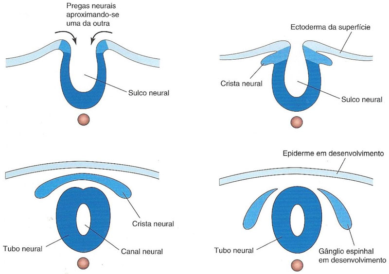 Ectoderma; Ectoderme