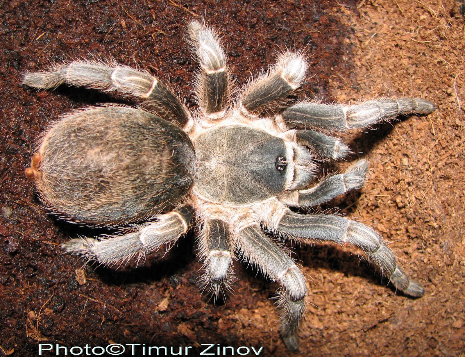 МИР ПАУКОВ: Aphonopelma seemanni