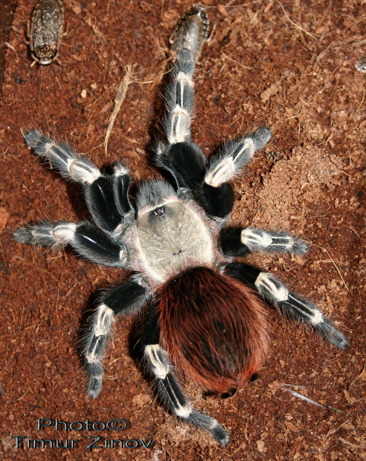 МИР ПАУКОВ: Nhandu chromatus (Ex.Lasiodora cristata/Vitalius cristatus )