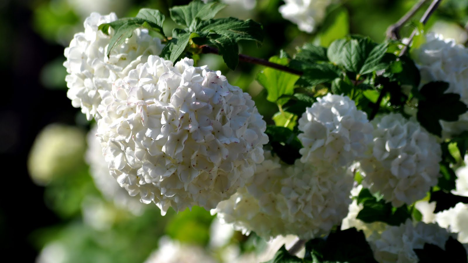 ipsoSacto: Pom-pons grow on trees