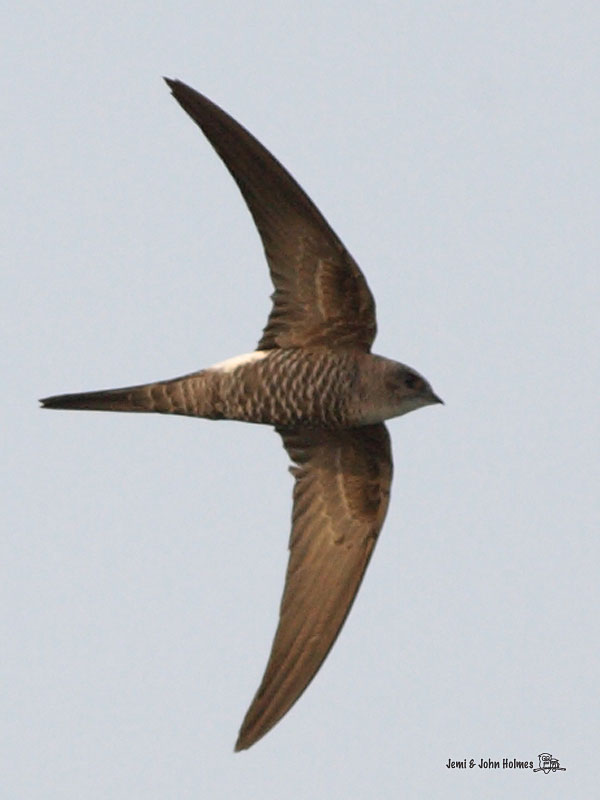 John's Hong Kong Birding: Pacific Swift