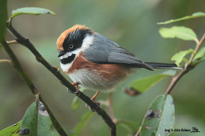 John's Hong Kong Birding: "Panda Bird" - What's in a name