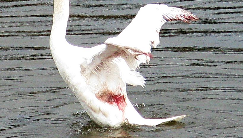 Simply Superb Swans: Dog Attacks Swans