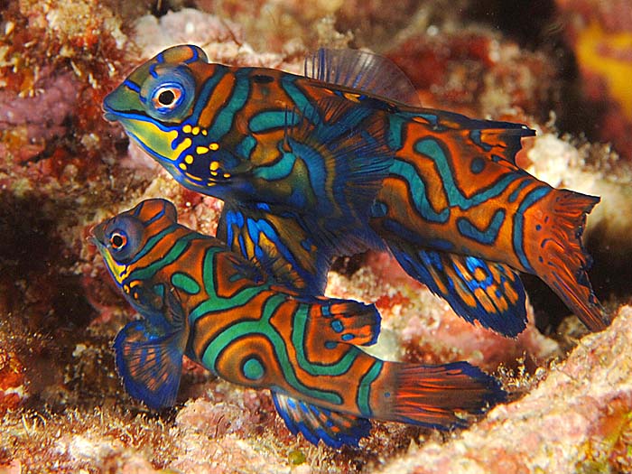 Damn Fresh Pics: Most Colorful And Beautiful Fishes