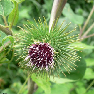 Alternativní medicína: Přírodní léčení - 13. Lopuch větší