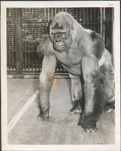 The Circus "NO SPIN ZONE": Massa--Philadelphia Zoo--1940
