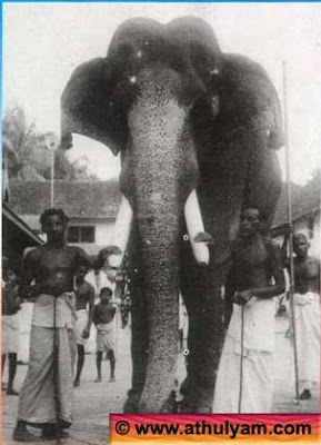 The Circus "NO SPIN ZONE": "Gajarajan" Guruvayoor Kesavan (1904-1976)????