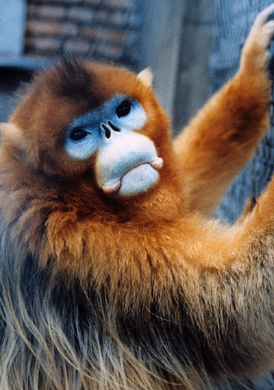Odd protrusions on Golden Snub-Nosed Monkeys : r/primatology