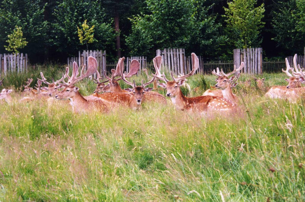 The Circus "NO SPIN ZONE": Deer Barn--Dunham Massey, Trafford, Manchester