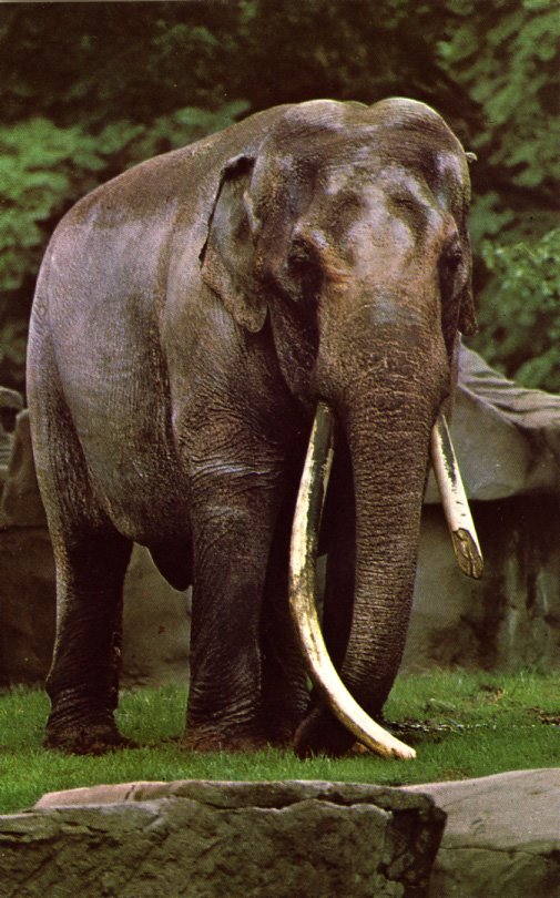 The Circus "NO SPIN ZONE": Ziggy--Brookfields Famous Elephant