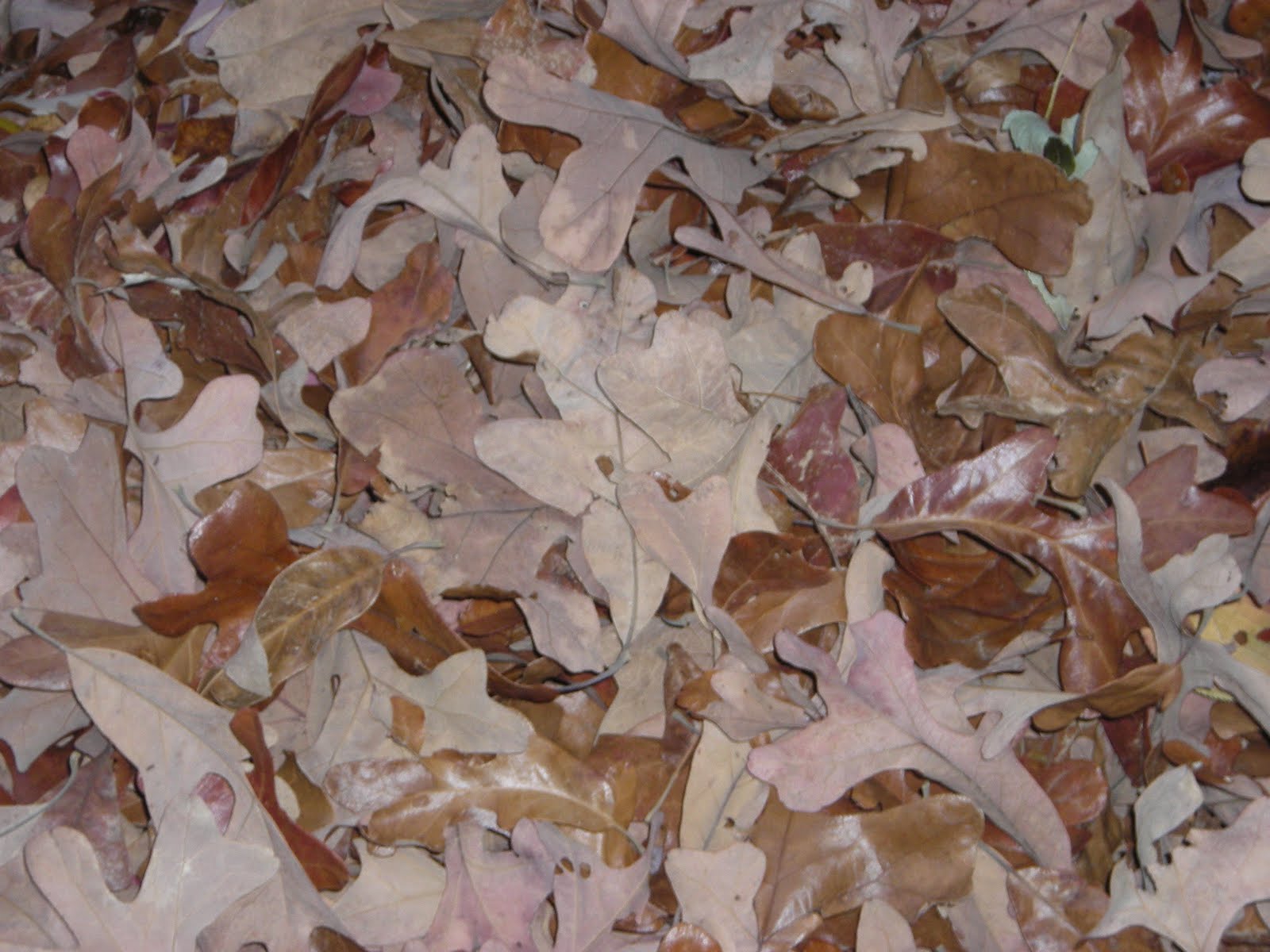 MsElenaeous Rants & Raves: Rustling Leaves