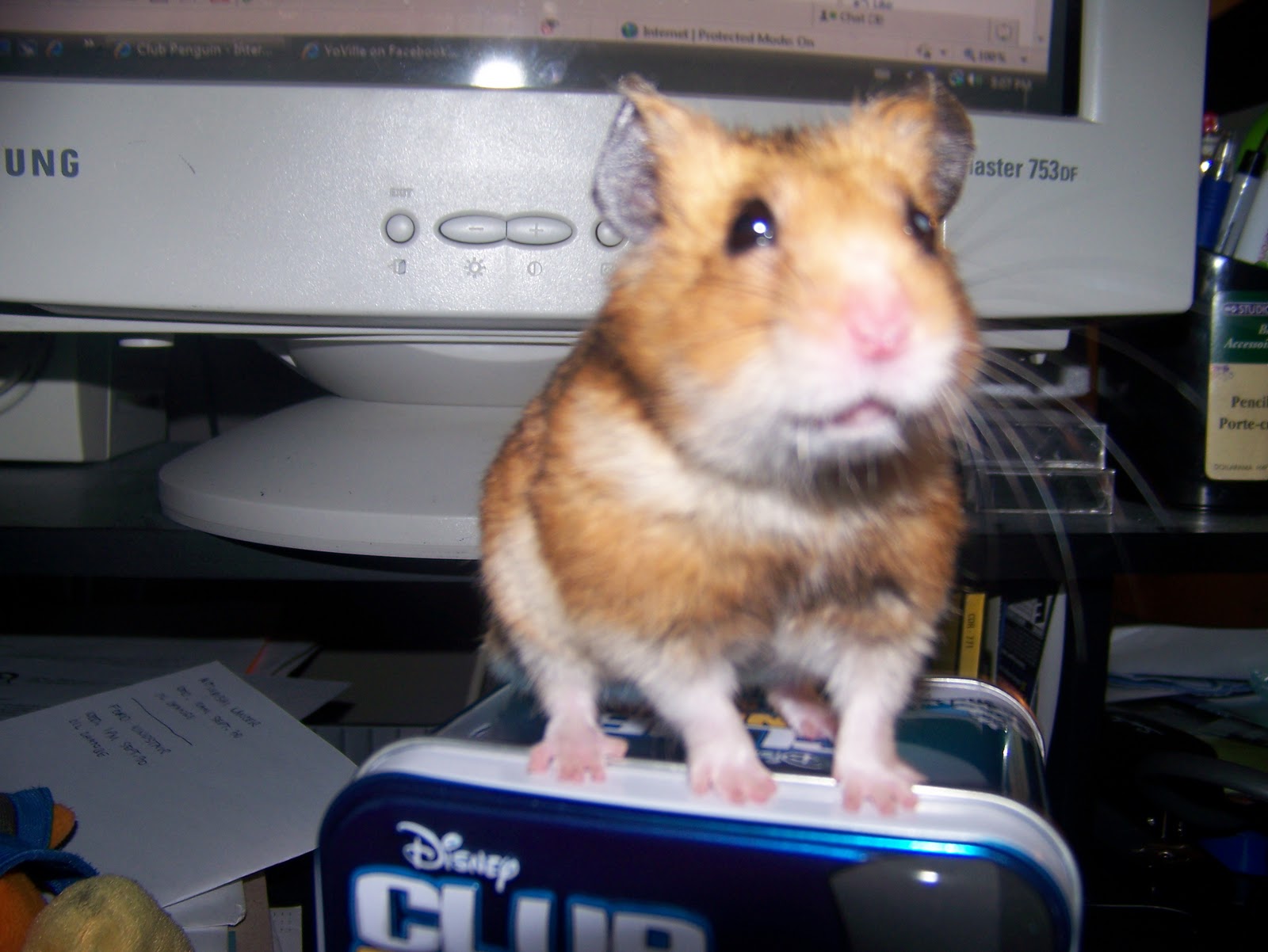 Mixed Info of Games I Play: Some pics of my hamster LEO!!!!!!!