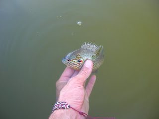 GERENA VIVA: PERCASOL