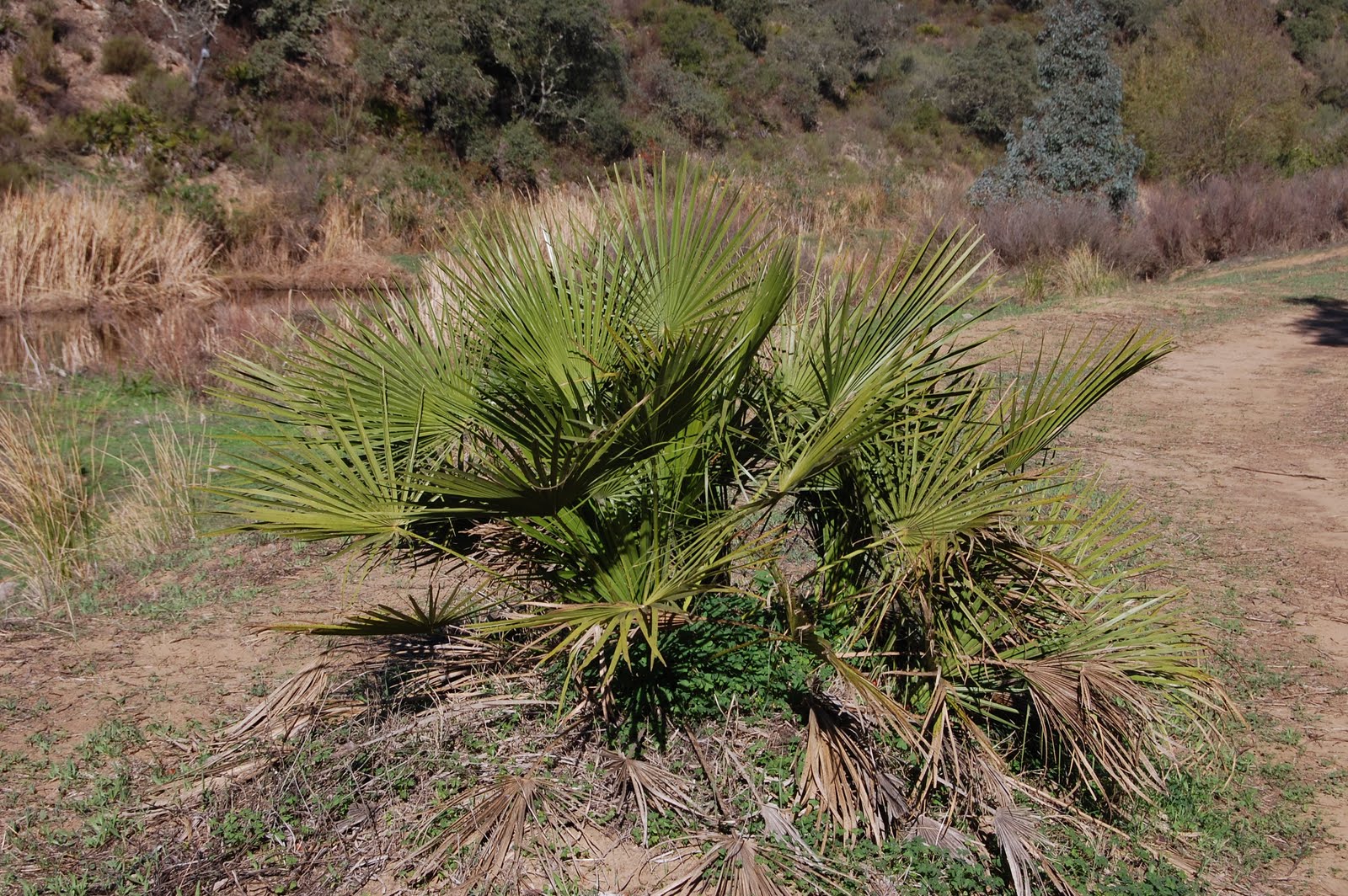 GERENA VIVA: PALMITO