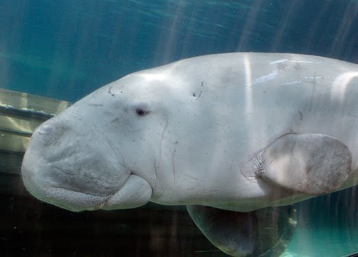 Chickenbroccoli: ATTENZIONE! ATTRAVERSAMENTO DUGONGHI!