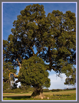 Angeles B.: Encina centenaria