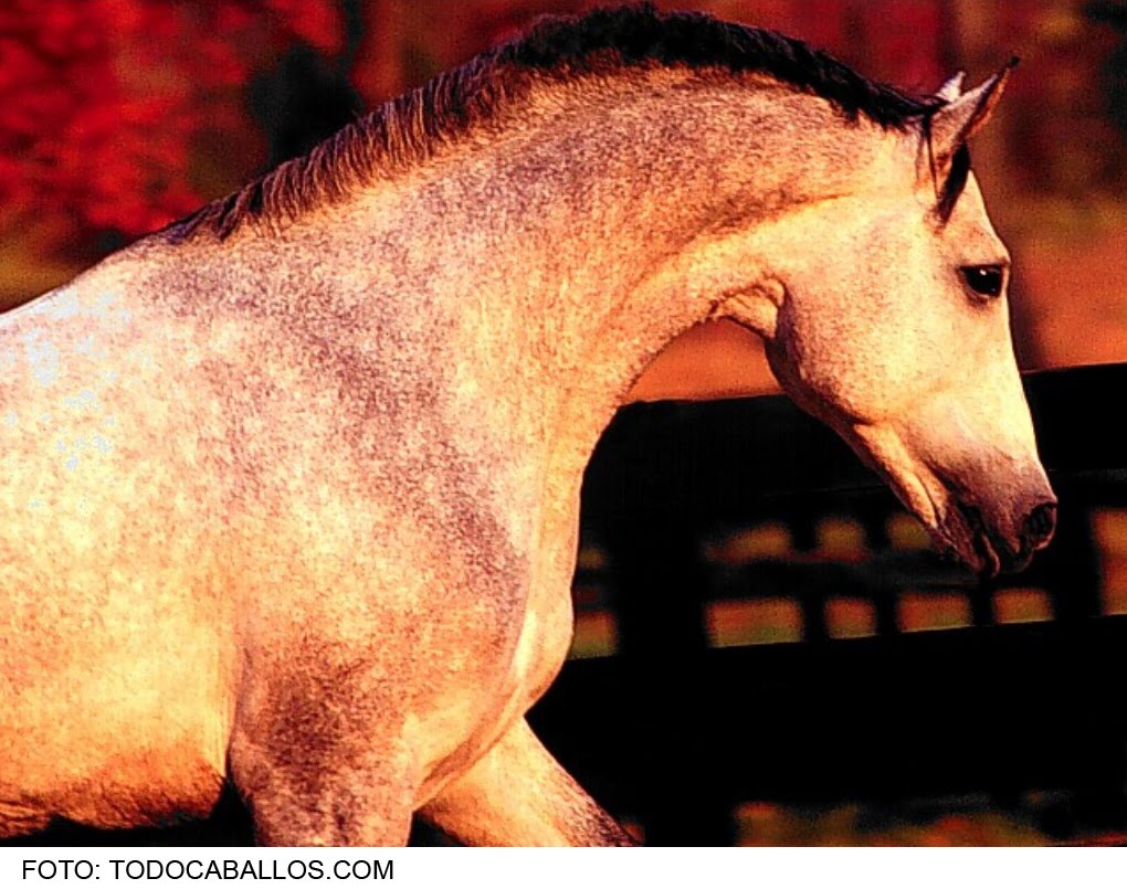 PURA SANGRE INGLES (P.S.I.)