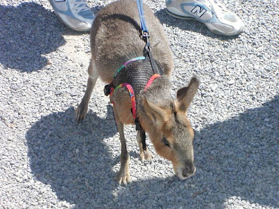 Central PA Family Fun Report: Lake Tobias Wildlife Park -Halifax, PA