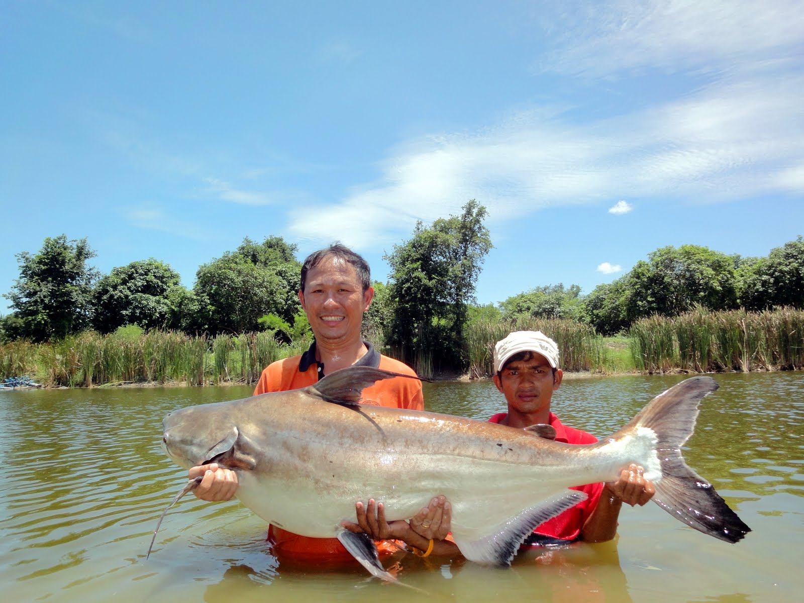 Thailand Giant Snakehead (Toman) And Wild Fishing.: 50KG Chao Phraya ...