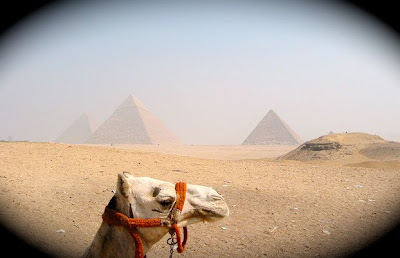 ¿Dónde está el cubano que rentaba Camellos en las Pirámides de Egipto ...