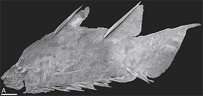 Fish Feet: March 2007