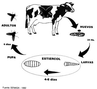 emf/paracitarias: Stomoxys Calcitrans!
