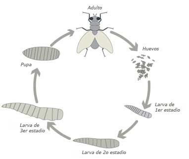 emf/paracitarias: Stomoxys Calcitrans!