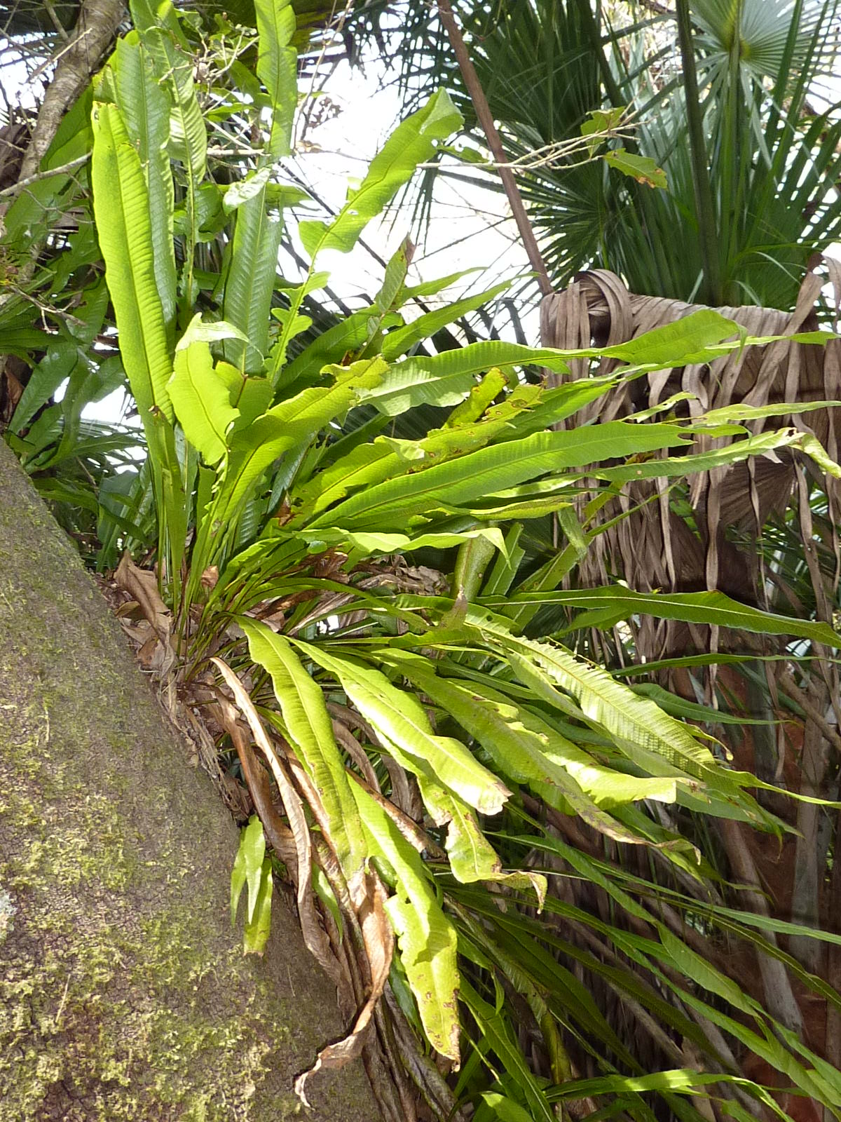 Skip's Florida: January 2011