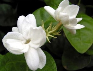 Jasmine, the Unique Fragrance Flower | Flowers and Gardens