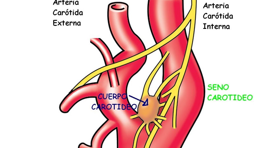 Anatomía UNAM: Cuerpo y Seno Carotideo