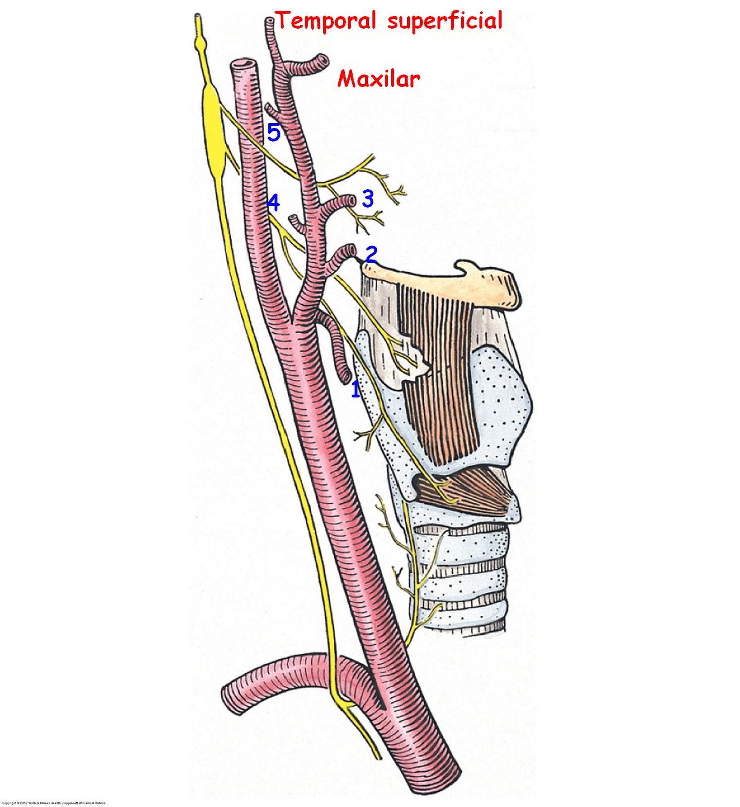 Anatomía UNAM: CARÓTIDA EXTERNA: ramas colaterales y terminales