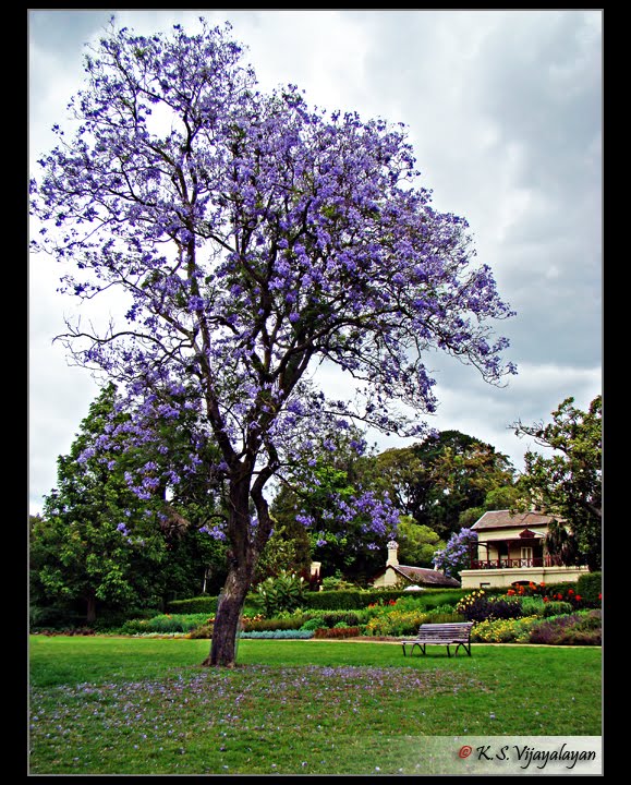 Clicking Moments: Birding at Royal Botanic Gardens, Melbourne