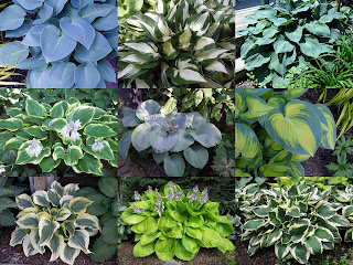 Rain City Gardening: Slug-Resistant Hosta Varieties
