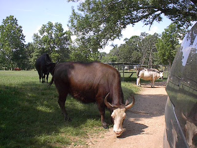 WIDE WEIRD WORLD.COM (WWW.COM): Beefalo = Buffalo + Cow