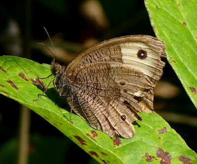 Dendroica: Lepidopteran Taxonomy