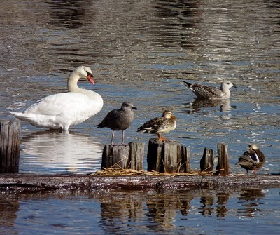 Dendroica: Water Birds at Perth Amboy