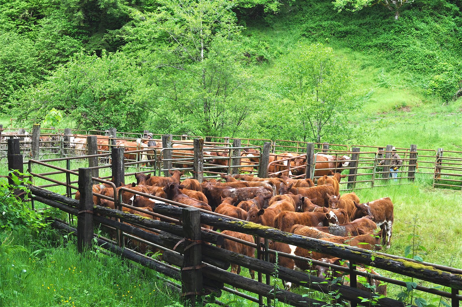 LuAnn Kessi: Round'em Up.....