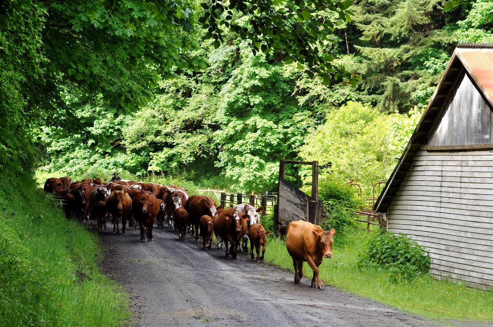 LuAnn Kessi: Round'em Up.....