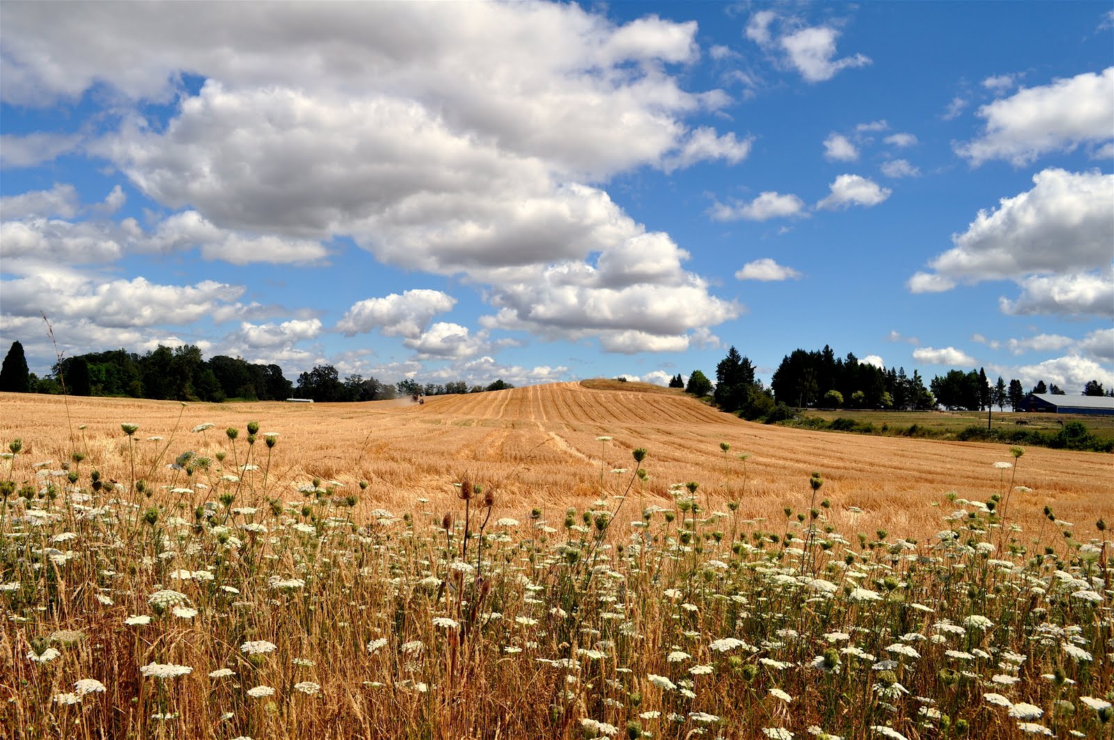 LuAnn Kessi: Western Cowman Photo Contest.......Winners