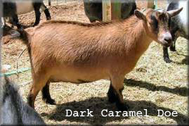 Goat Information: Pygmy Coat Colors