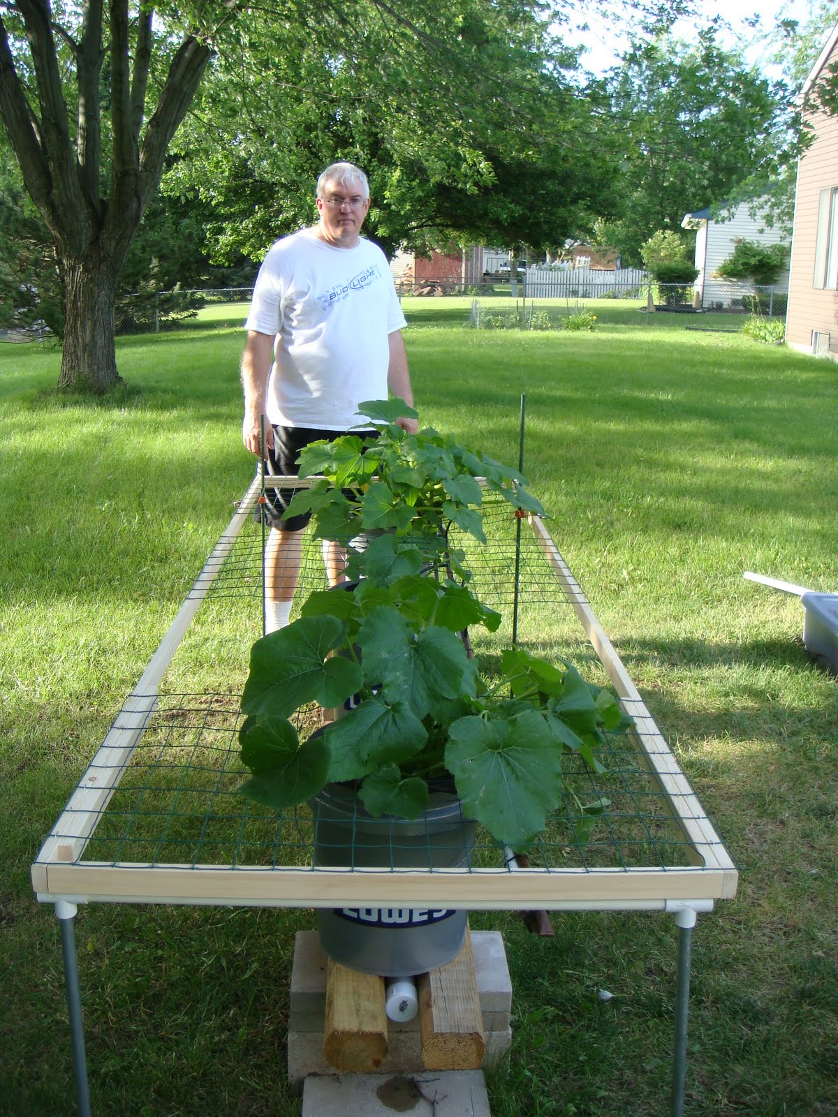 Tom's Gardening Area: Support structure in place for zucchini plants