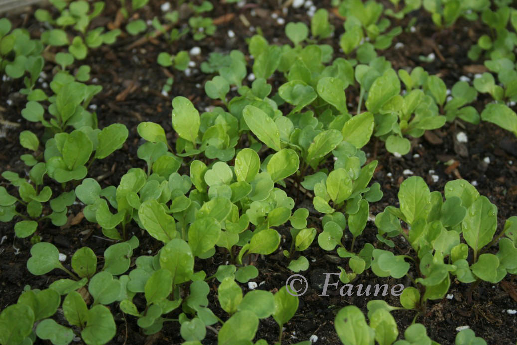 On the Currituck Sound: Arugula Seed Pods and Sprouts