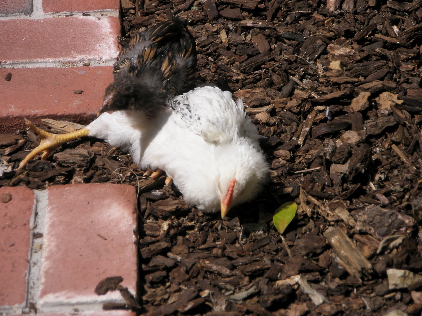 Yarnhog: How Chickens Nap