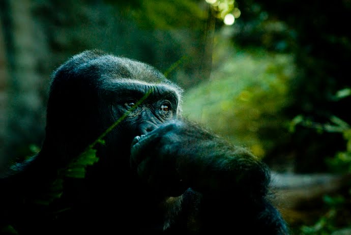 Elyse Butler Mallams - Hawaii Photographer: Humanimals