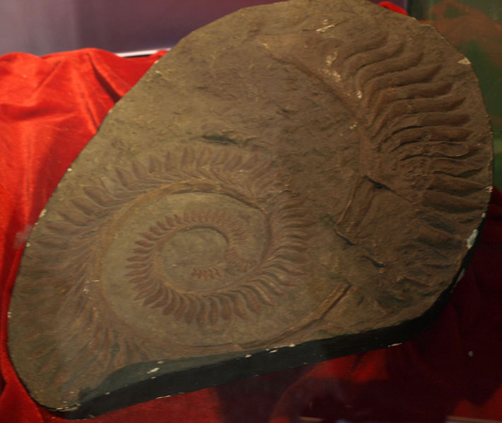 50 : 50 Klasik: Minggu, 21 November 2010 Helicoprion, Makhluk ...