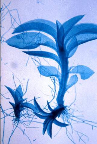 Aprendiendo Botánica: Estructura del gametofito del musgo