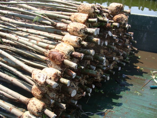 Reforestación Acelerada: Producción Masiva de Ahuejote.