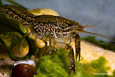 aquamax - das Weblog zur Website: Foto des Tages: Marmorkrebs als ...