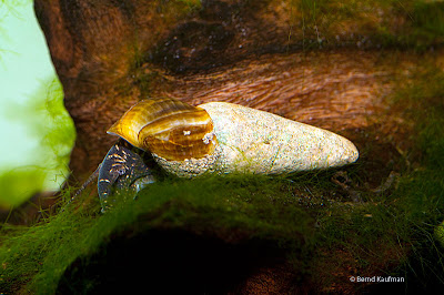 aquamax - das Weblog zur Website: Foto des Tages: Tylomelania perfecta ...