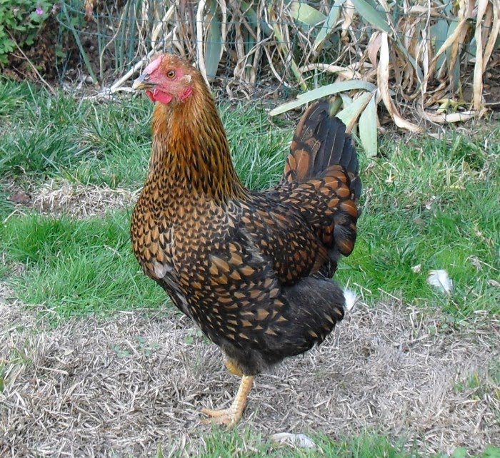 Yesterday and today: chicken sweater